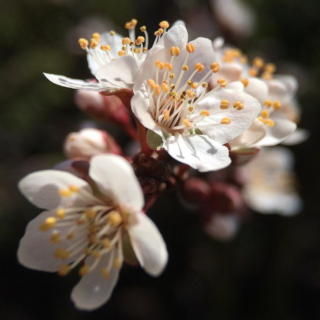 スモモの花言葉（誕生花、英語、季節） | 花言葉-由来